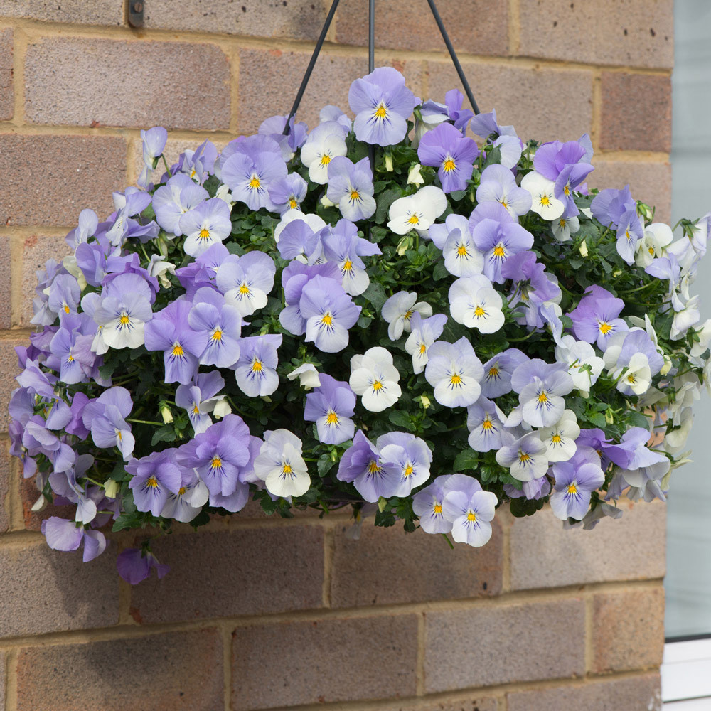 132 Pansy Cool Wave Collection (Maxi Plugs) - JParkers