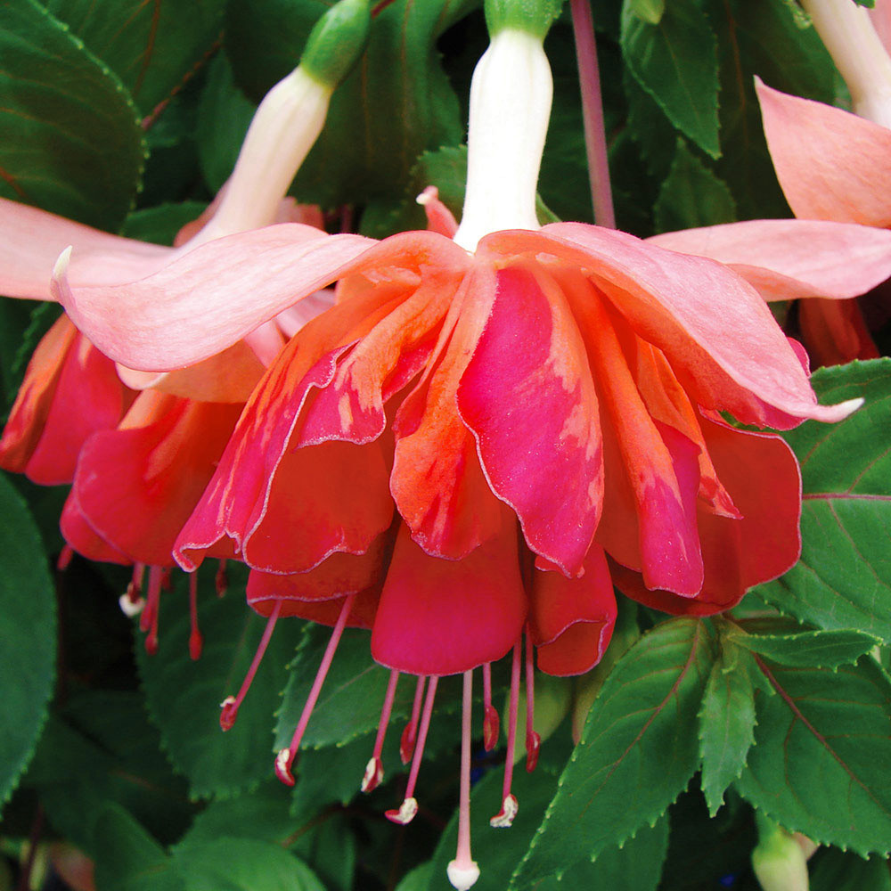 Buy Fuchsia Giant Marbeller Collection | J Parkers