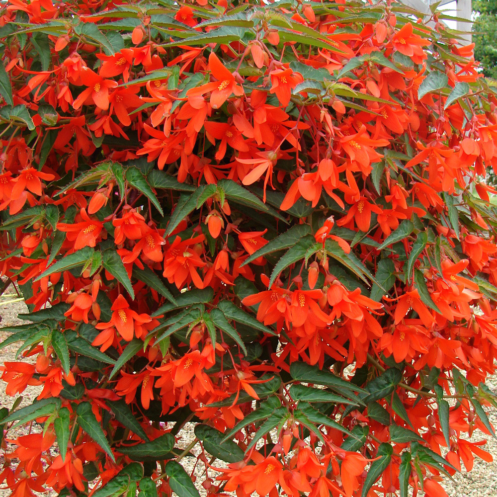 Begonia Firewings Collection - JParkers
