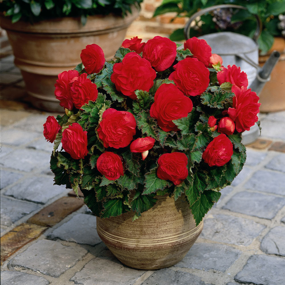 Begonia Non Stop Exhibition Size Collection - JParkers