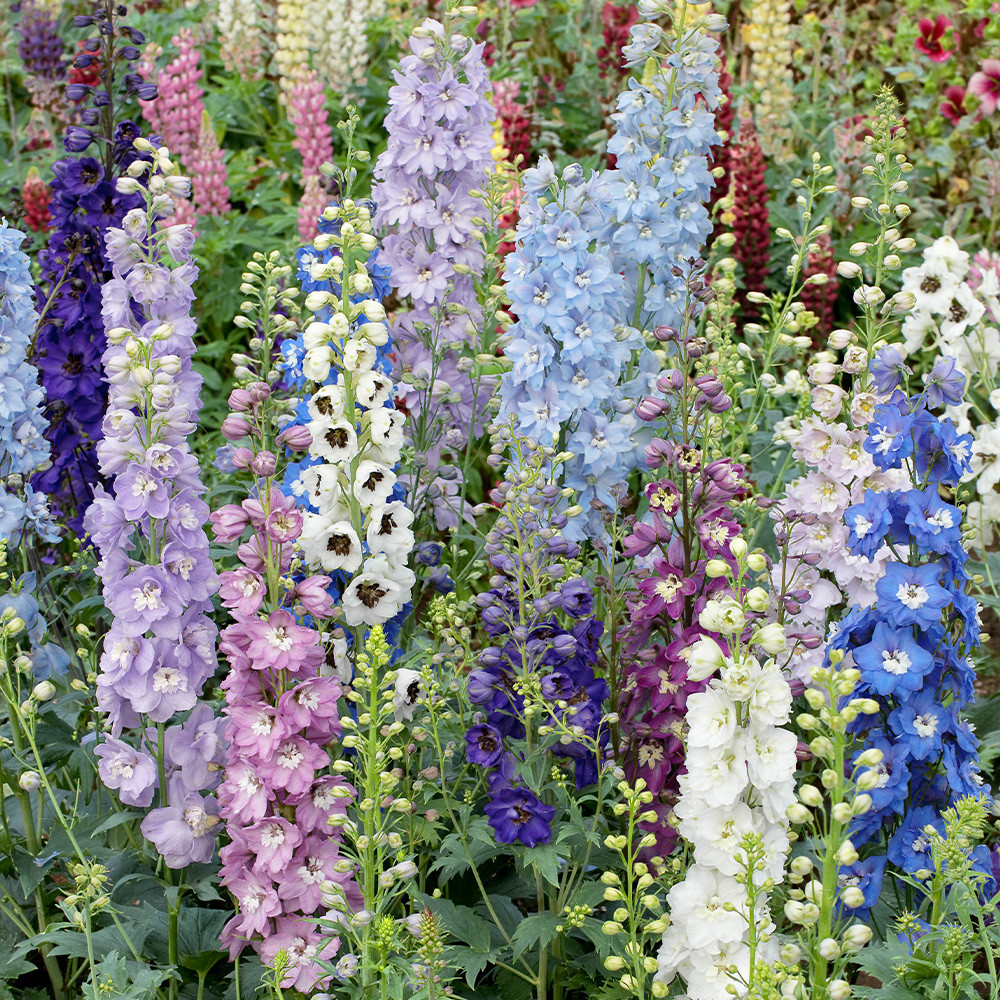 Delphinium Magic Fountains Mix - JParkers