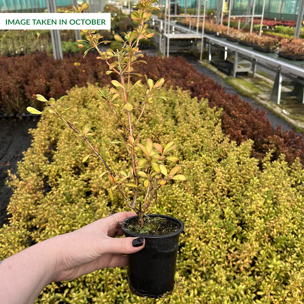 Coprosma Lemon and Lime - JParkers