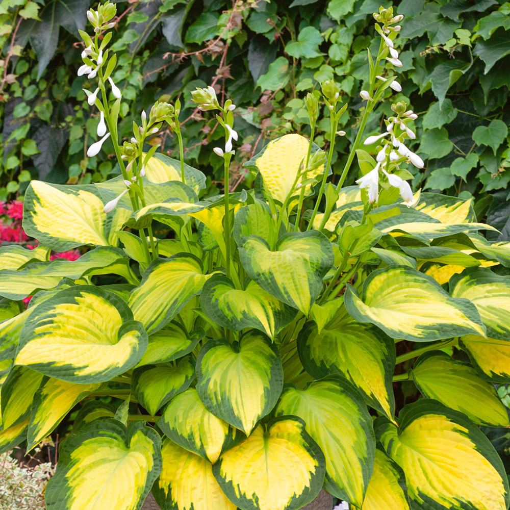 Hosta Orange Marmalade - JParkers