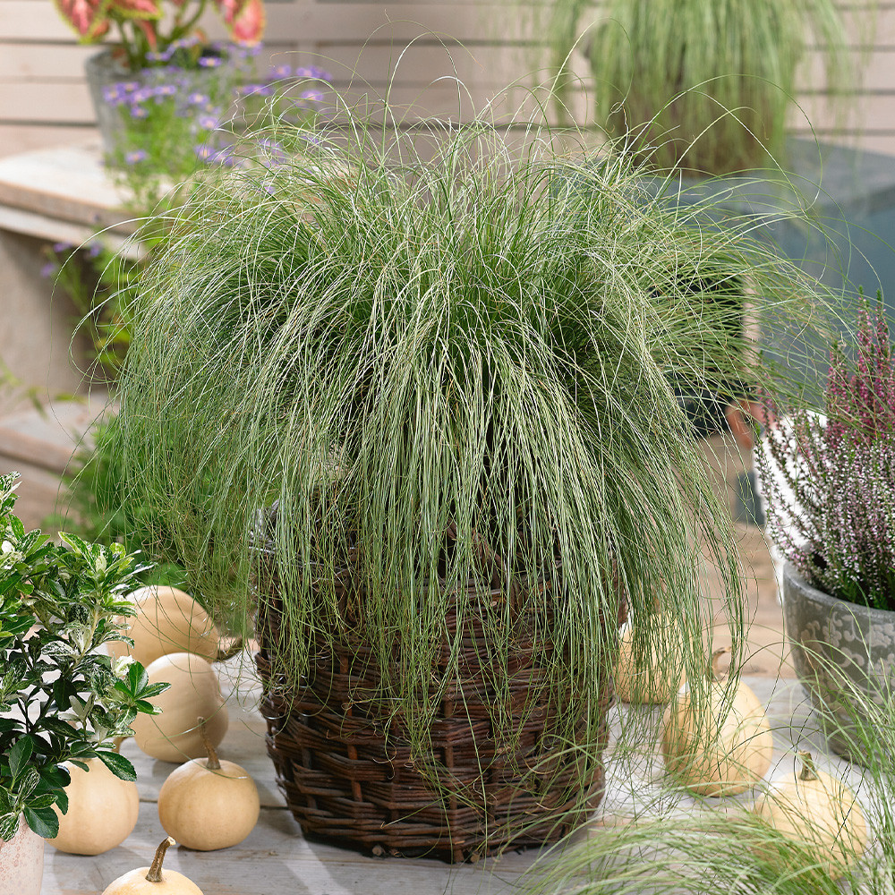 Carex Amazon Mist Sedge