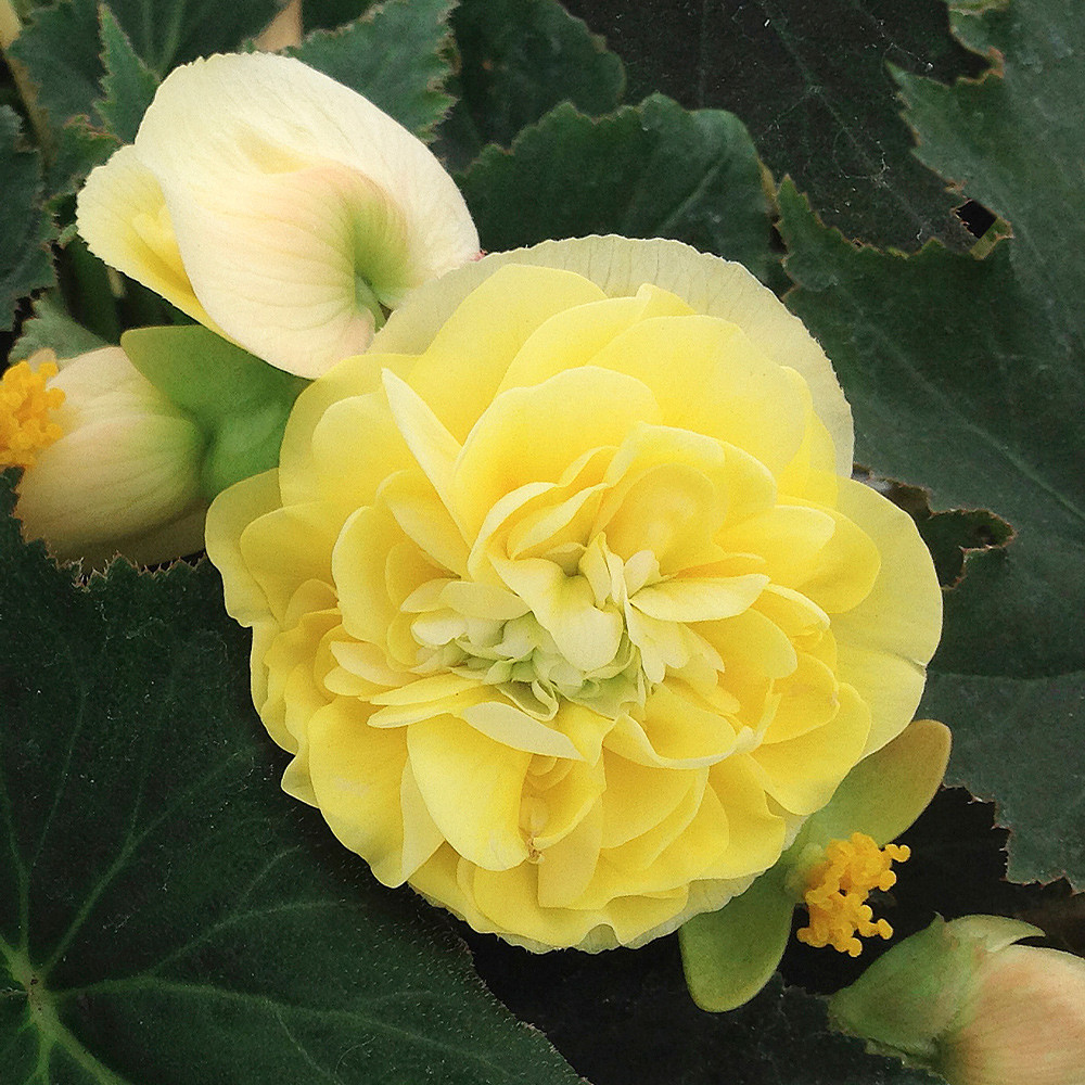 Begonia Sweet Spice Buttercream - JParkers