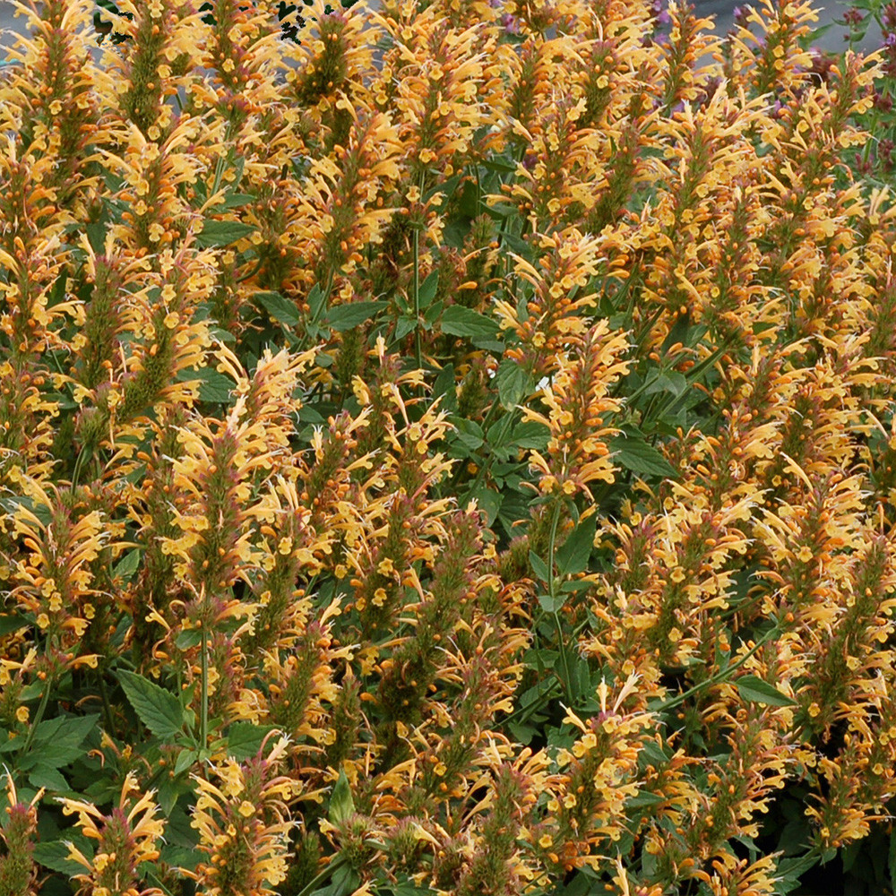 Agastache Kudos Yellow - JParkers
