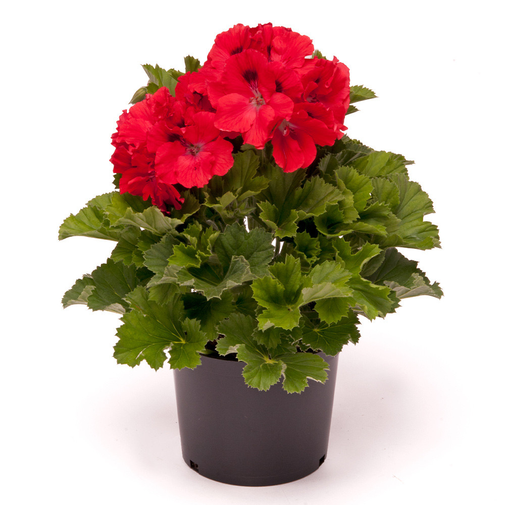 Buy Geranium Elegance Rosanna | J. Parker's