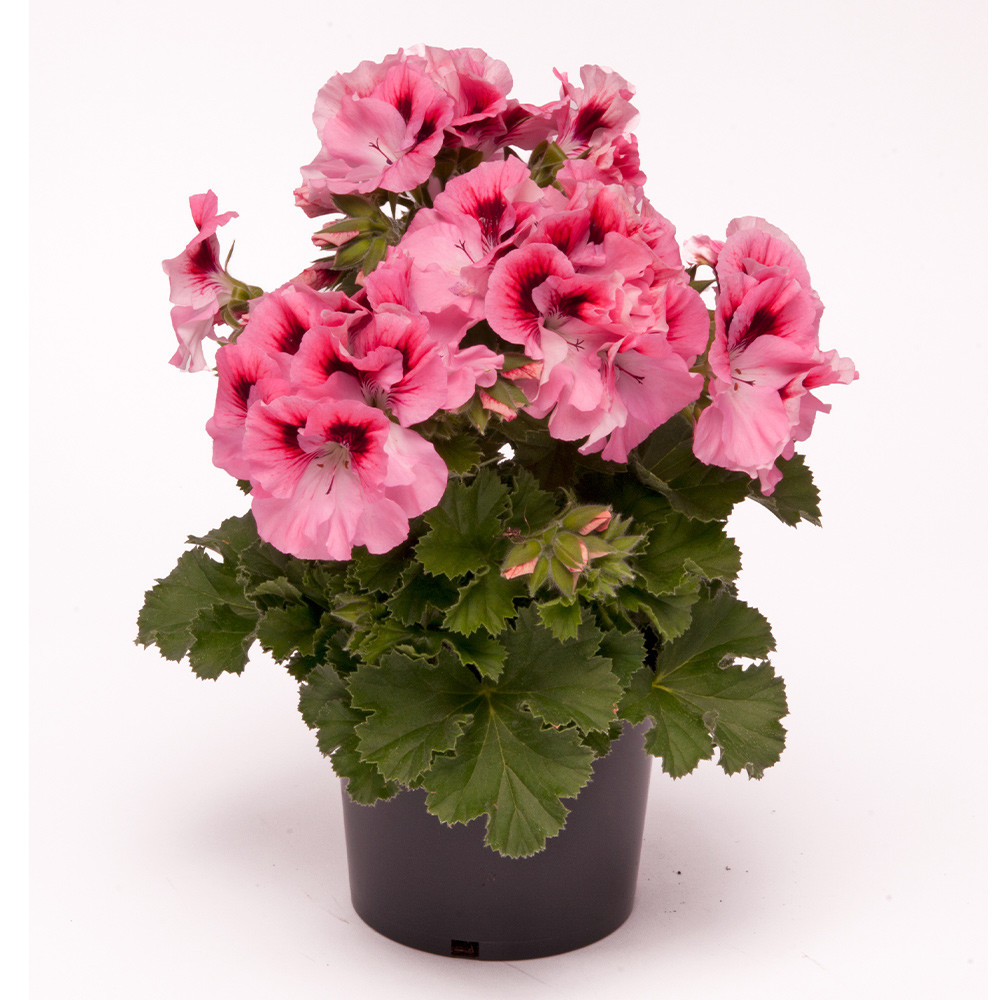 Buy Geranium Elegance David | J. Parker's