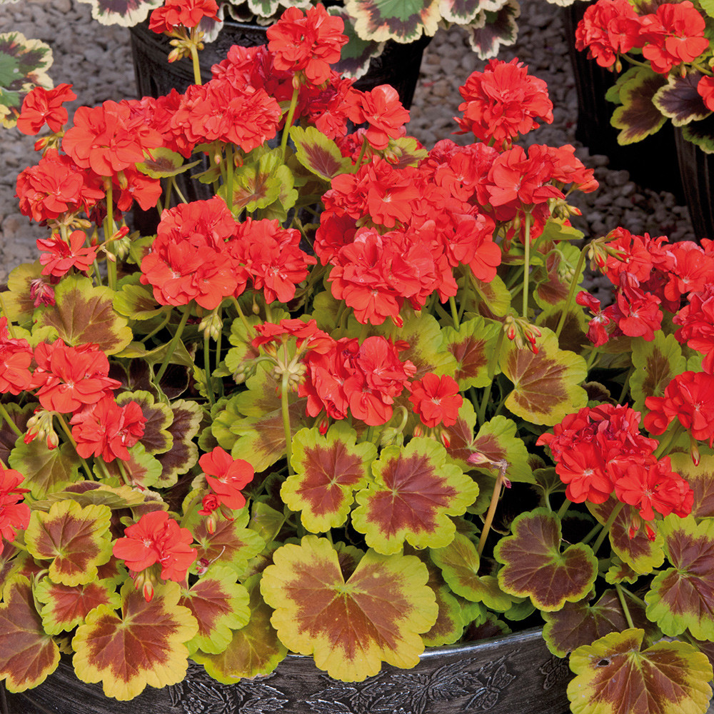 Buy Geranium Occold Shield | J. Parker's