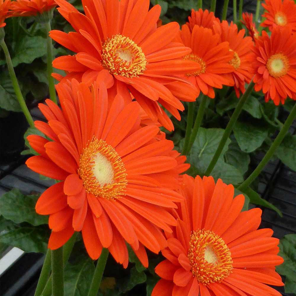 Shop Gerbera Garvinea Sweet Glow from J. Parker's