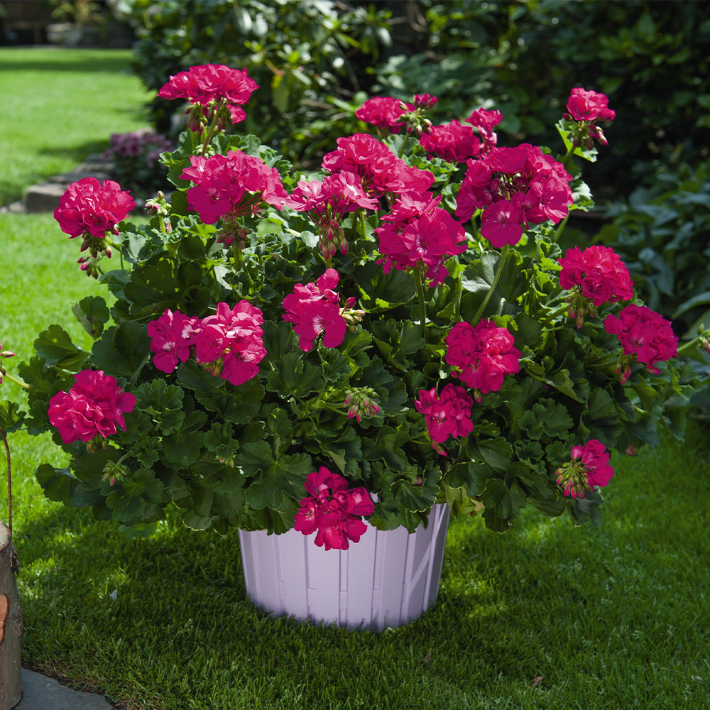 Shop Geranium Big Ezee Fuchsia Blue | J. Parker's