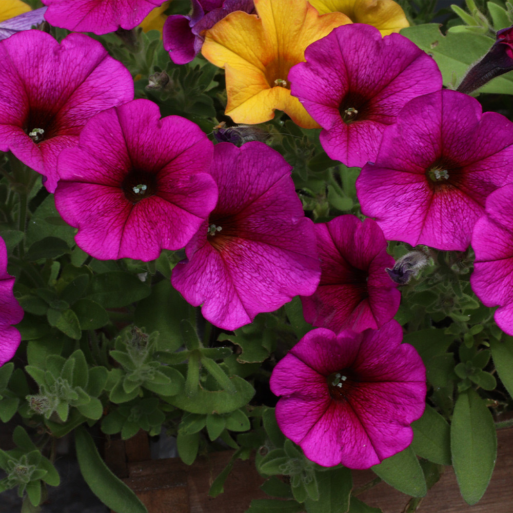 Shop Petchoa Beautical Purple Dawn from J. Parker's for Less