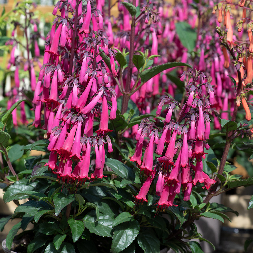 Buy Phygelius Colourburst Rose | J. Parker's