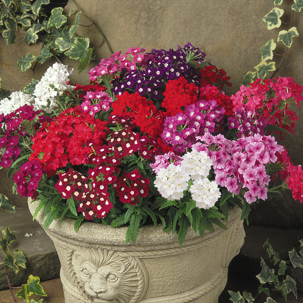 Shop Verbena Quartz XP Mix from J. Parker's