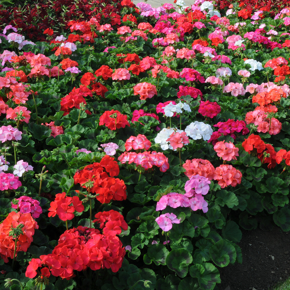 Shop Geranium Horizon Mix (Garden Ready) from J. Parker's