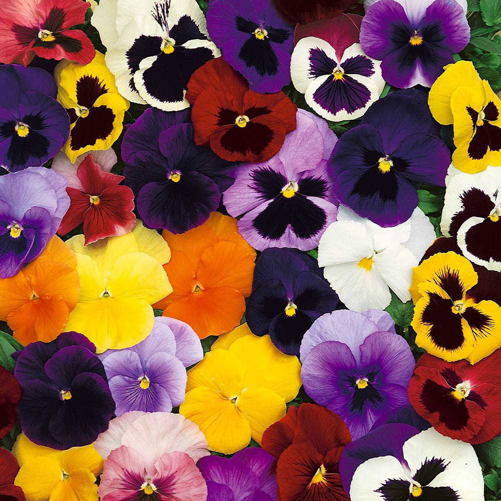 Shop Pansy Matrix Mixed from J. Parker's
