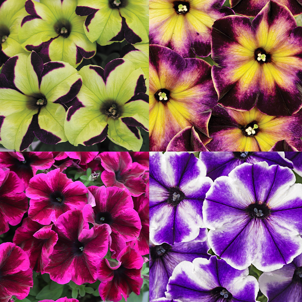 Petunia Crazytunia Collection 2 - JParkers