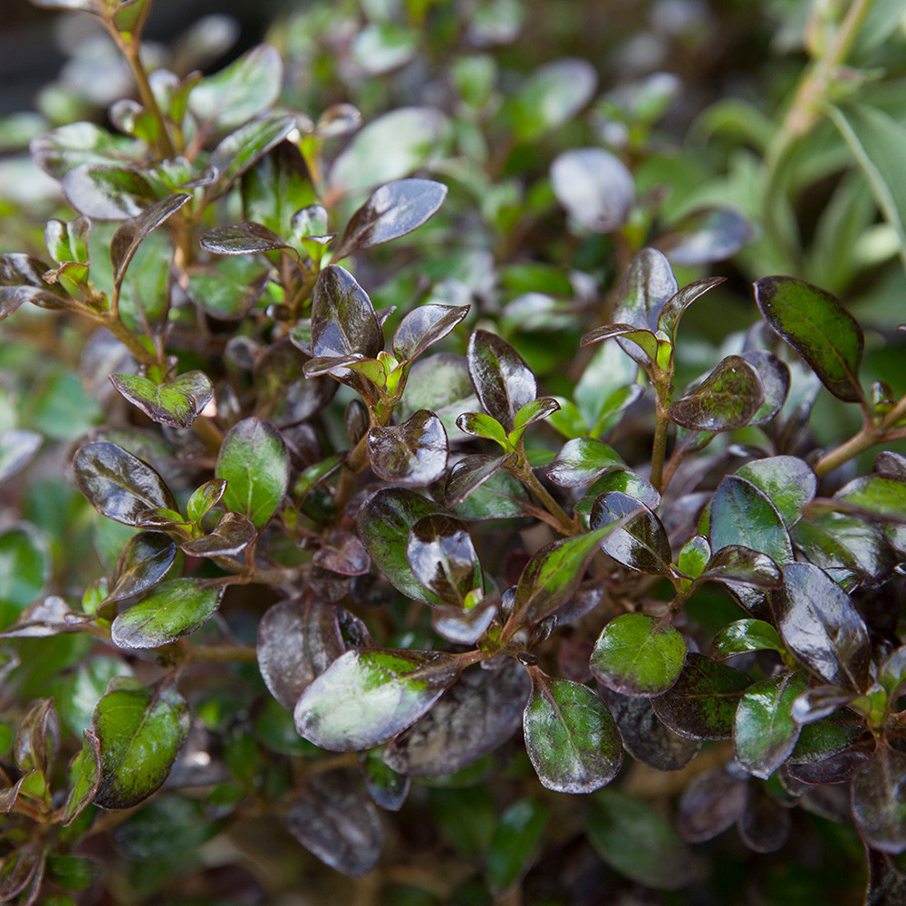 Coprosma Collection - JParkers