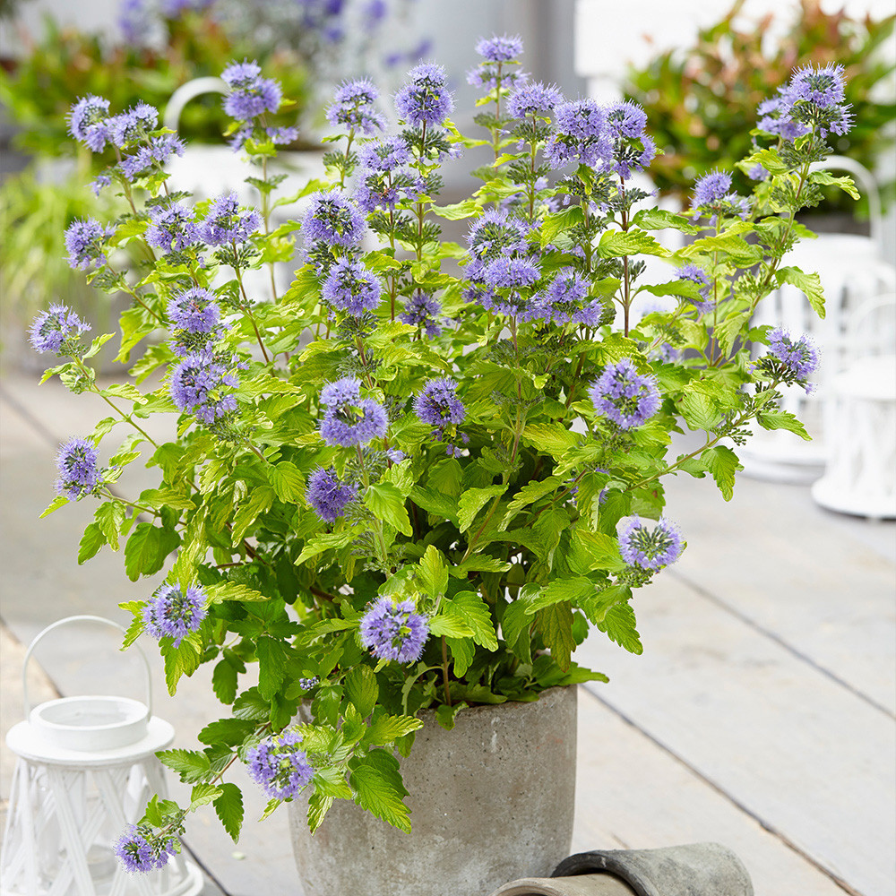 Shop Caryopteris (Bluebeard) Collection | J. Parker's