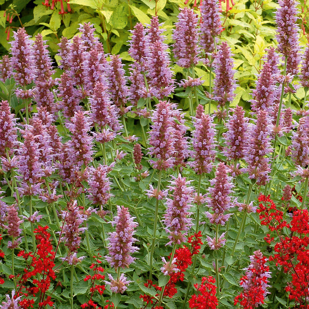 Agastache Kudos Collection - JParkers