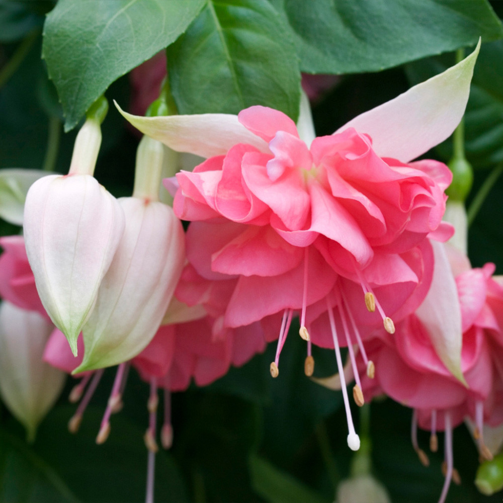 Buy Fuchsia Giant Trailing New Collection | J. Parker's