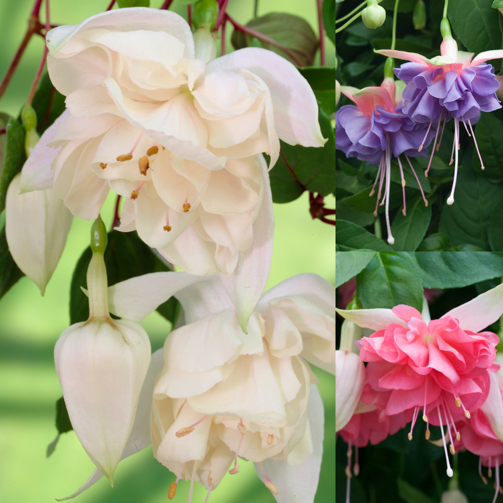 Buy Fuchsia Giant Trailing New Collection | J. Parker's
