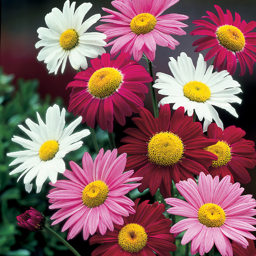 Pyrethrum Mixed 7cm - JParkers