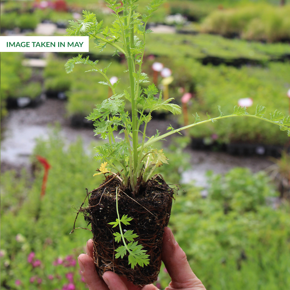 Pyrethrum Mixed 7cm - JParkers
