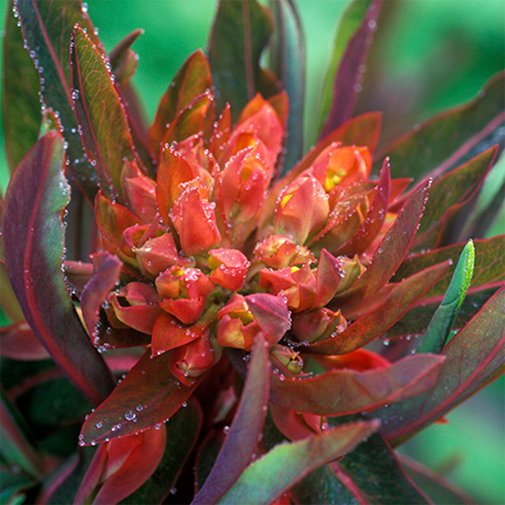 Euphorbia griffithii 'Fireglow' - JParkers