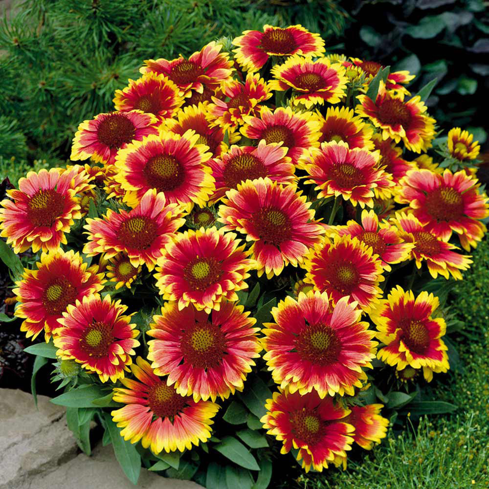 Gaillardia Collection 7cm - JParkers