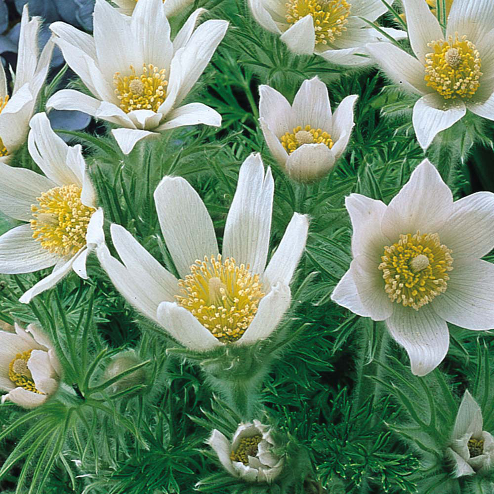 Pulsatilla Collection (7cm module) - JParkers