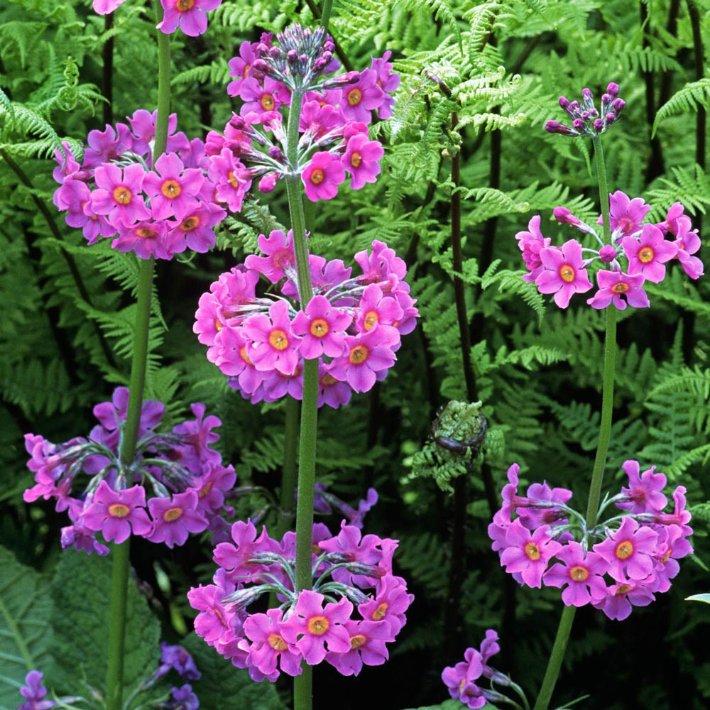 Embaralhamento De Primula Sibel