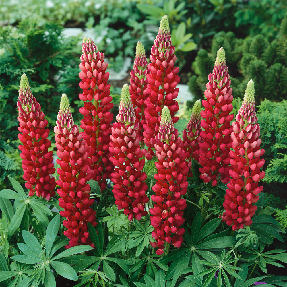 Lupin Gallery Collection 7cm - JParkers