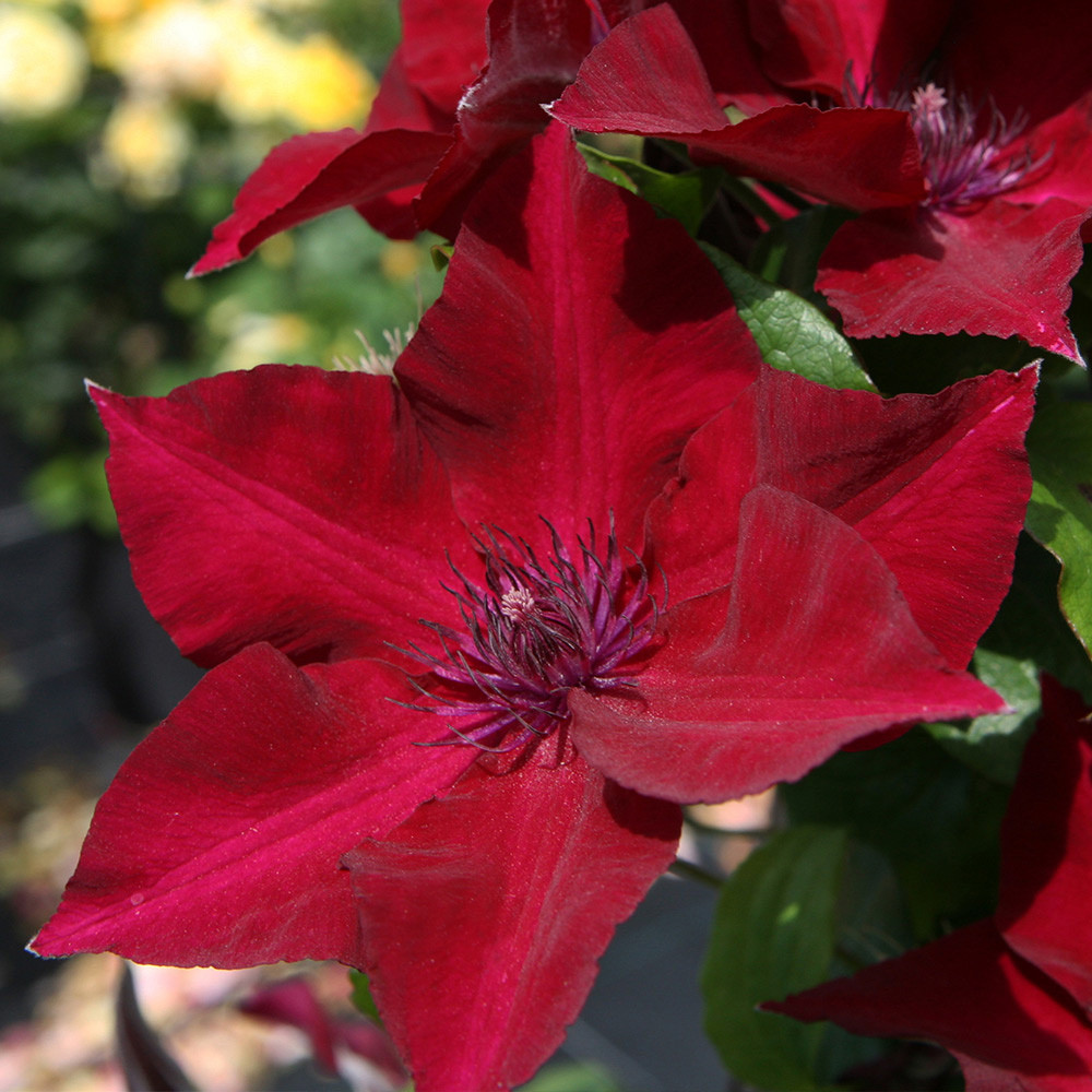 Compact Patio Clematis Collection - JParkers