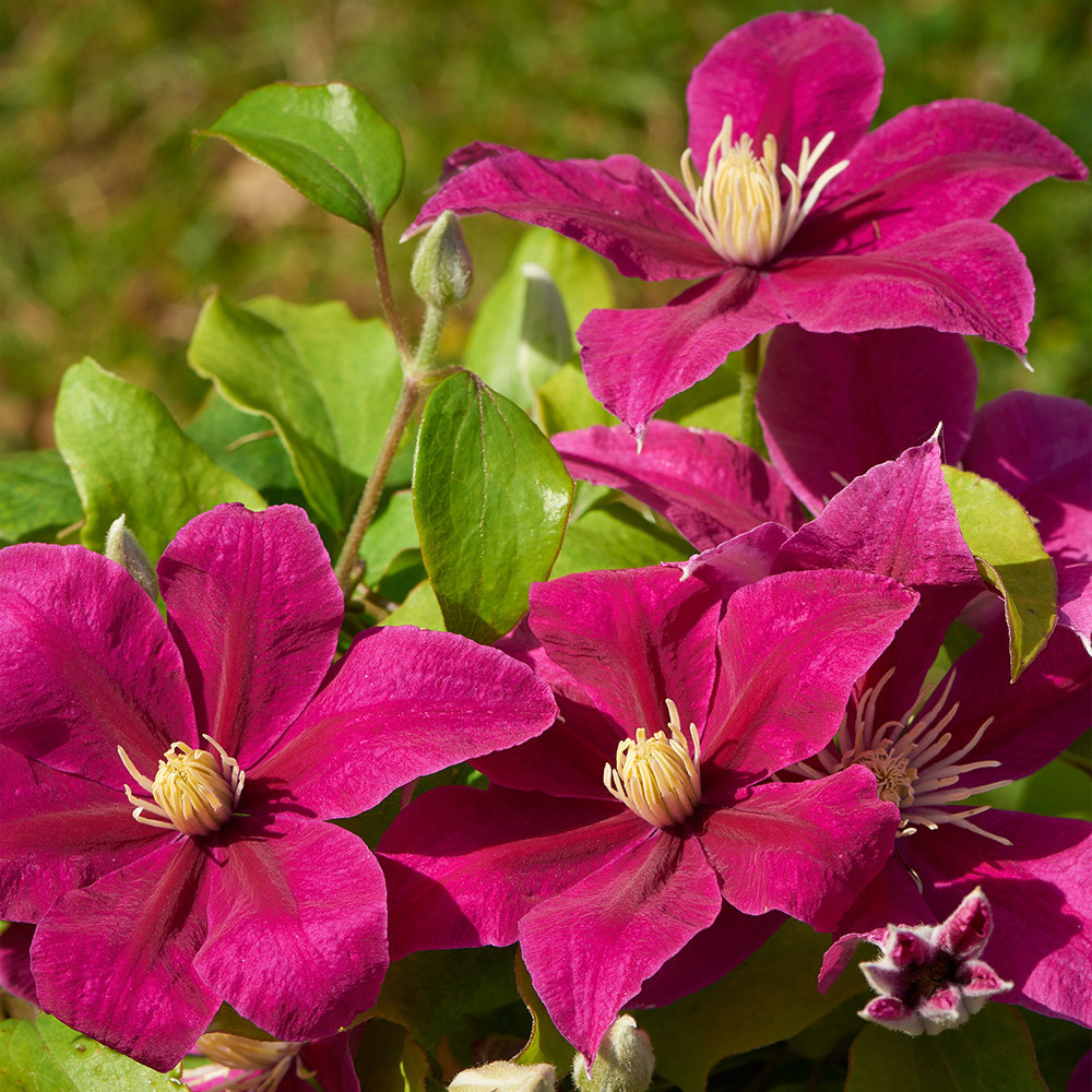 Compact Patio Clematis Collection - JParkers
