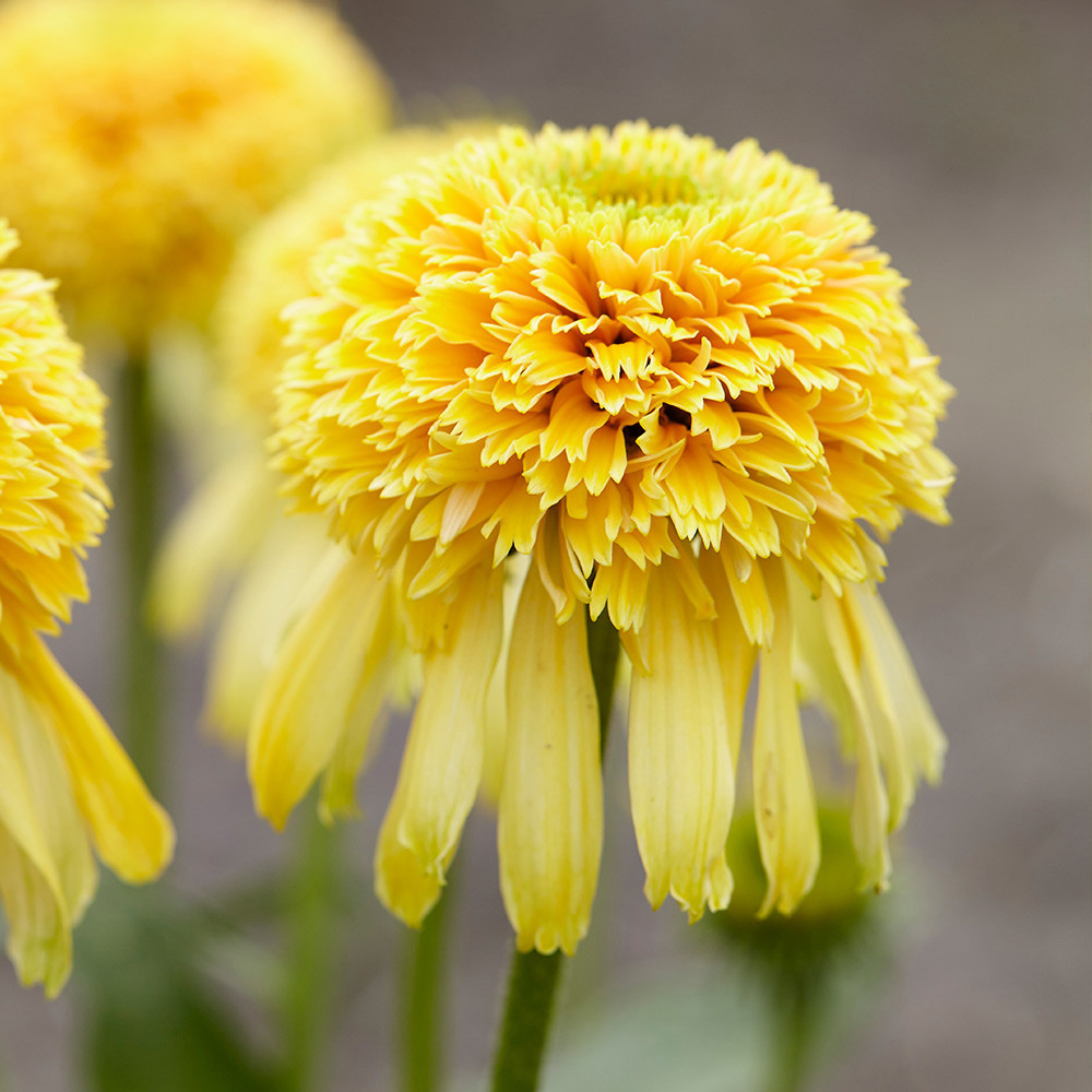 Echinacea Double Collection - JParkers