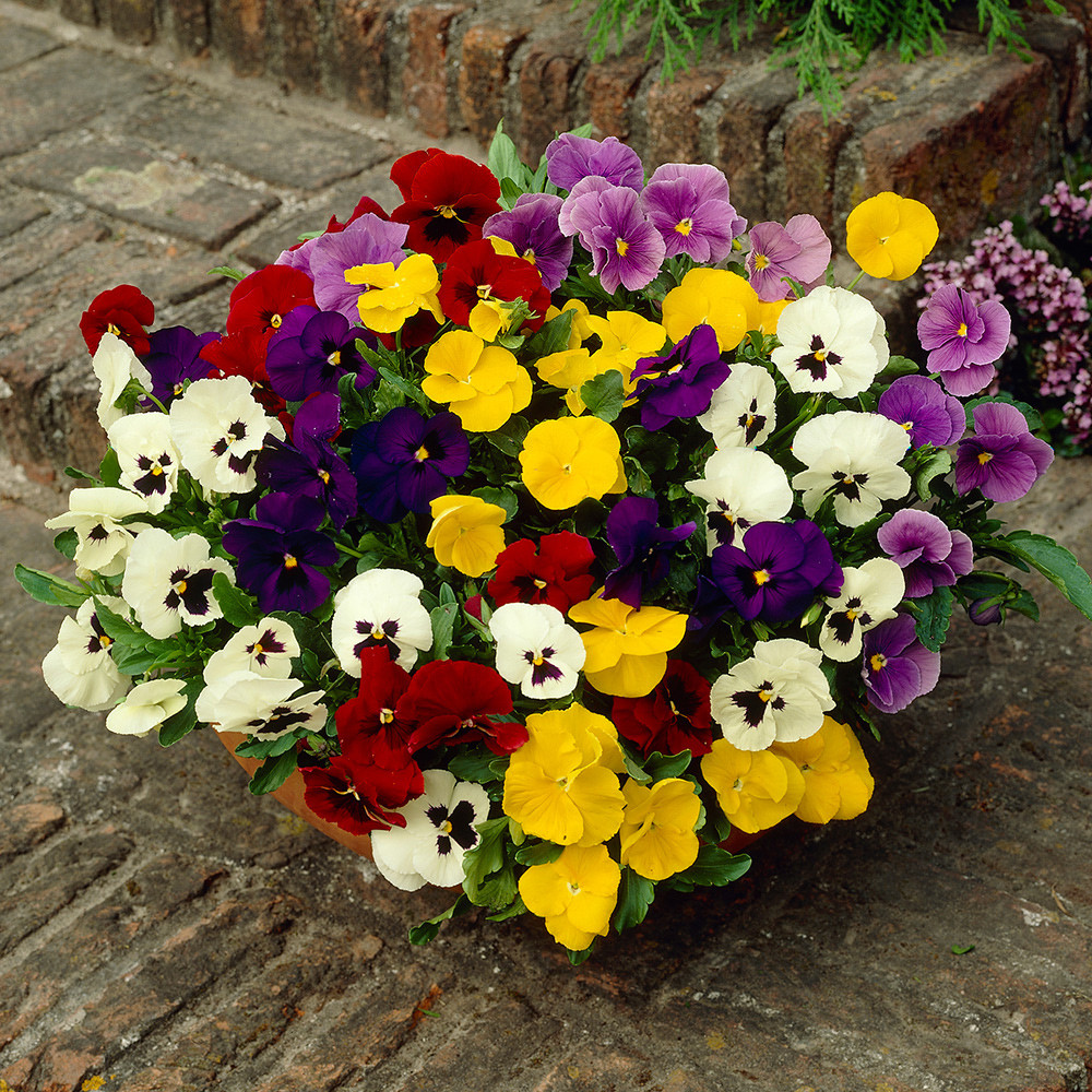 Pansy Matrix Mixed F1 - JParkers