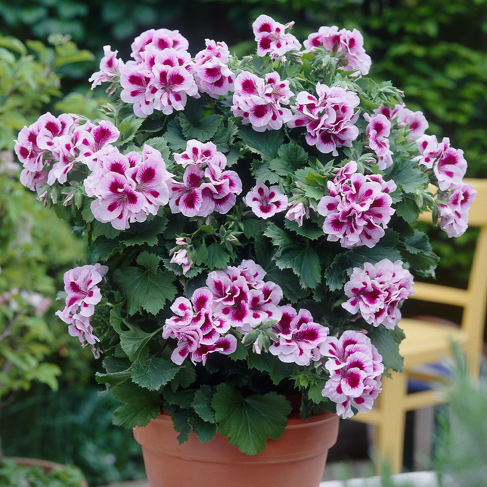Shop Geranium Regalia Lilac | J. Parker's