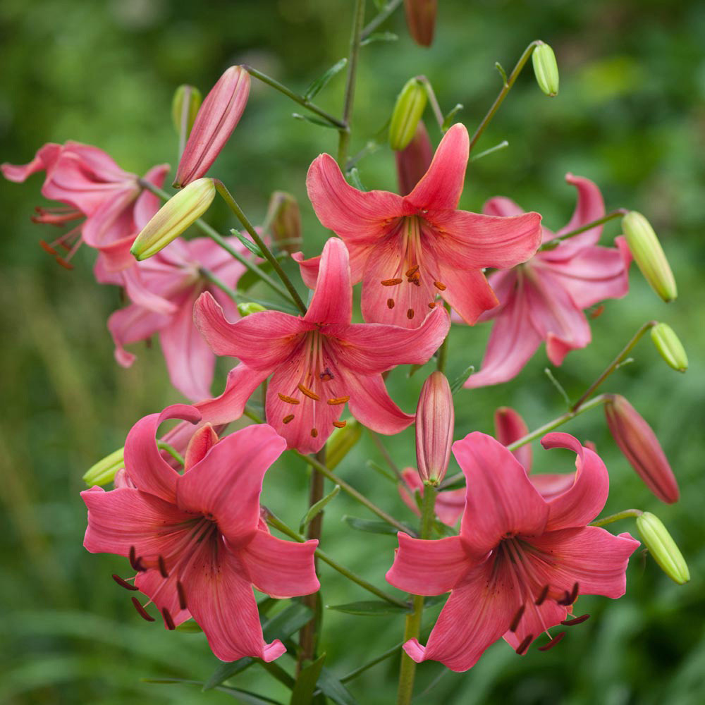 Tiger Lily Varieties