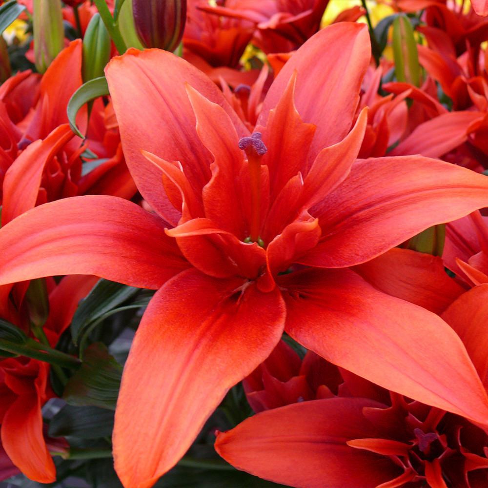 Double Asiatic Lily Collection (5) - JParkers