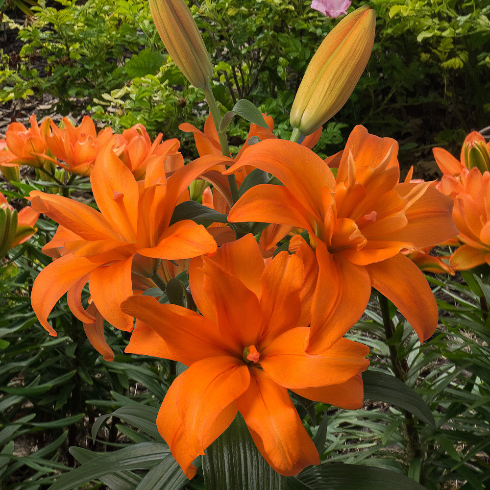 Double Asiatic Lily Collection (5) - JParkers