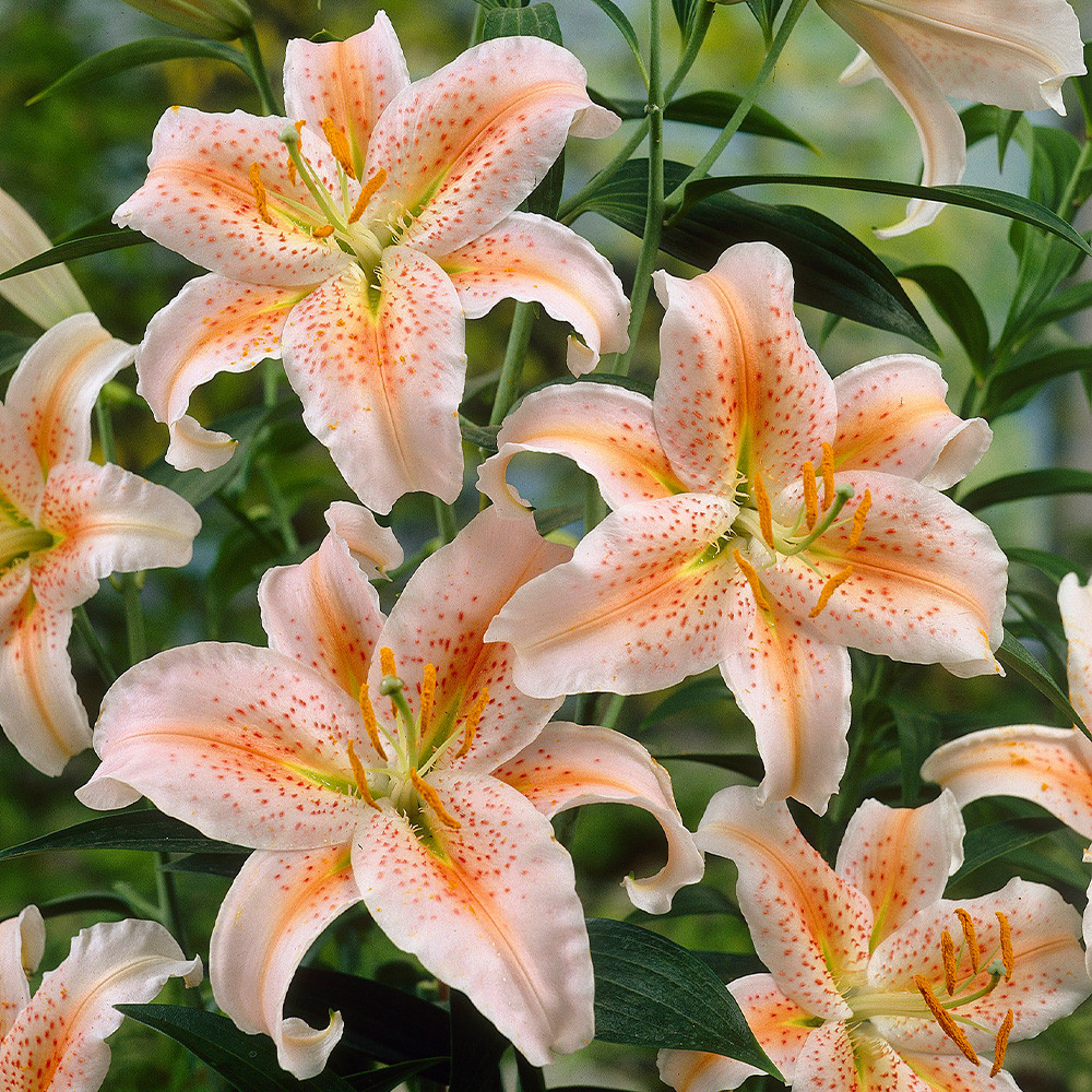 Lily Dwarf Oriental Collection - JParkers