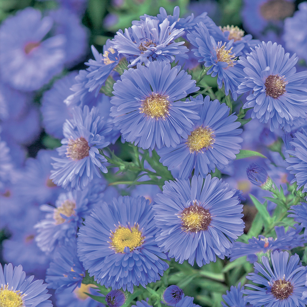 Contorno De Aster