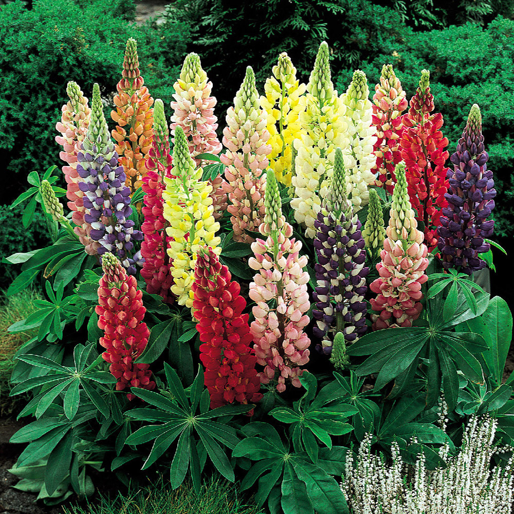 Buy Lupins Mix Collection | J. Parker's