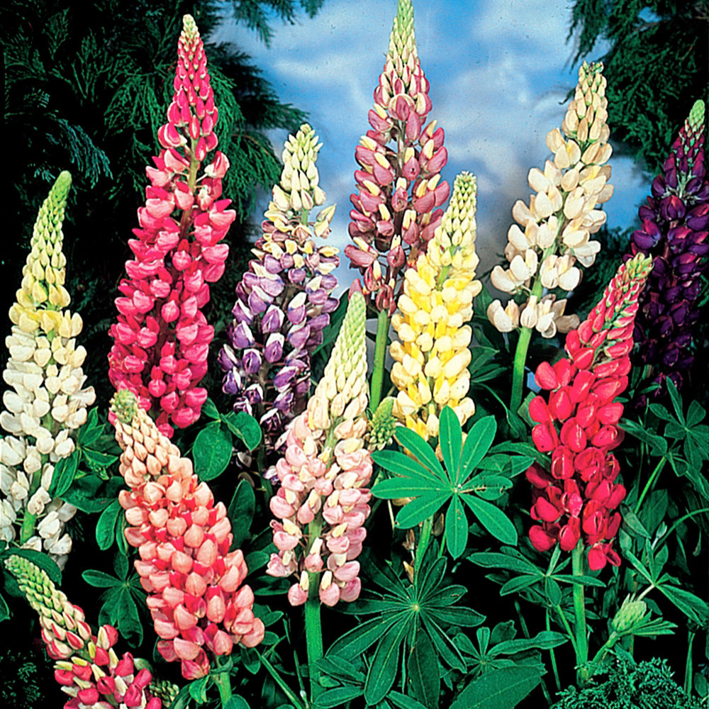 Buy Lupins Mix Collection | J. Parker's
