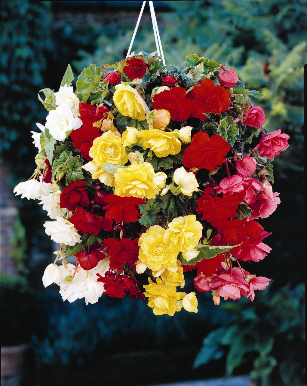 5 Free Pendula Double Giant Mixed - JParkers