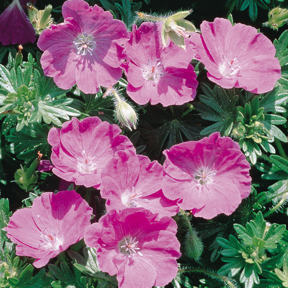 Shop Geranium sanguineum Max Frei | J. Parker's