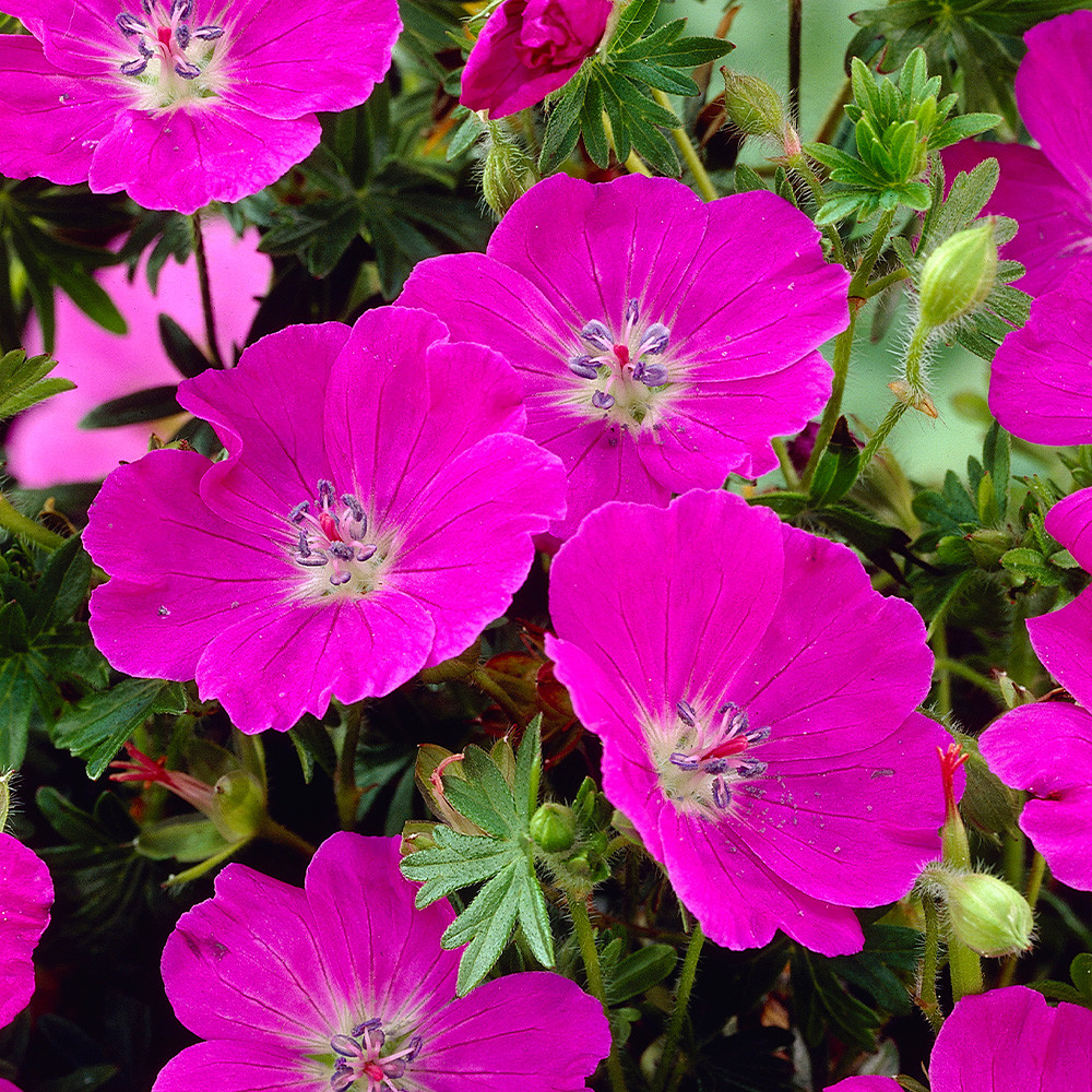 Shop Geranium sanguineum Max Frei | J. Parker's