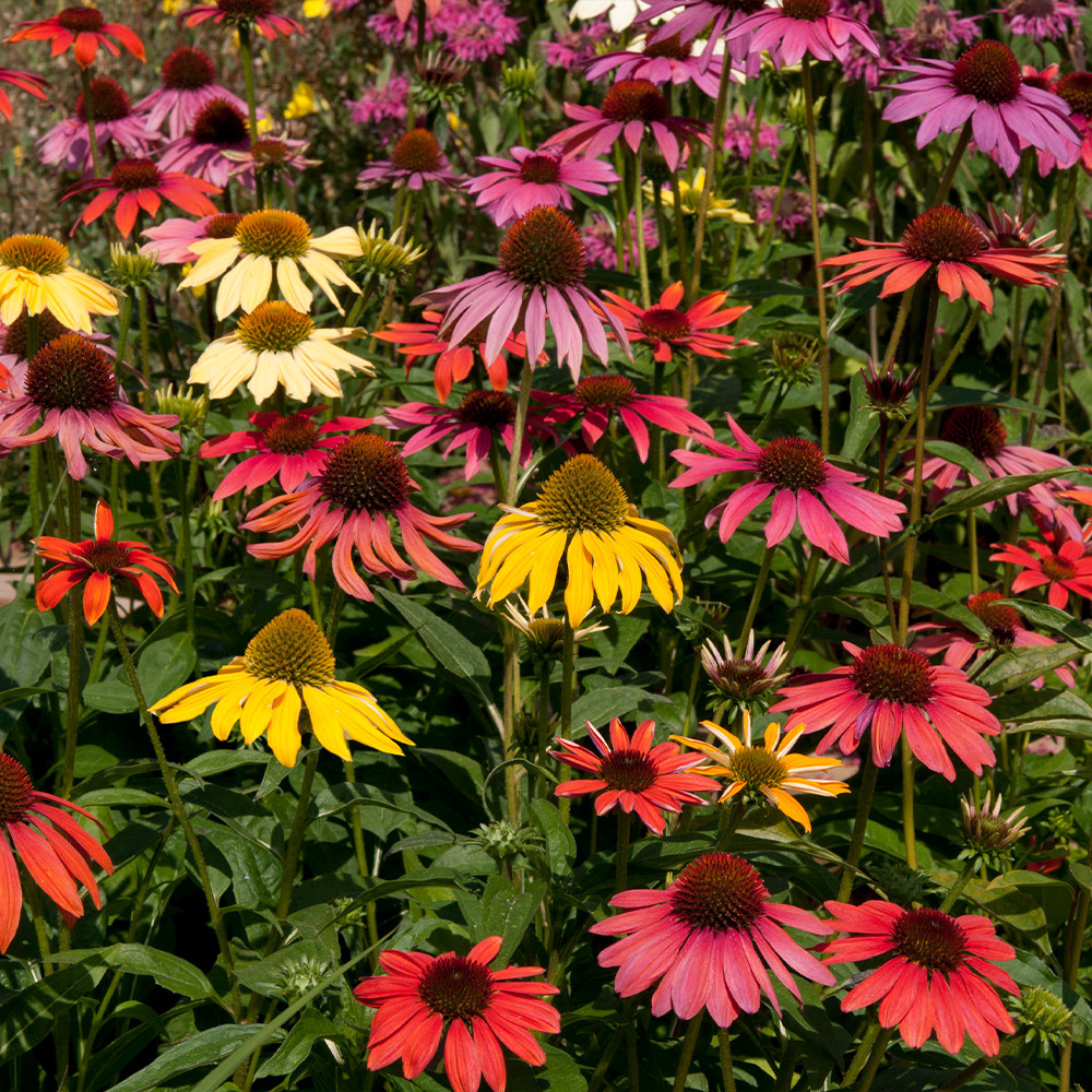 Buy Echinacea 'Cheyenne Spirit' | J. Parker's
