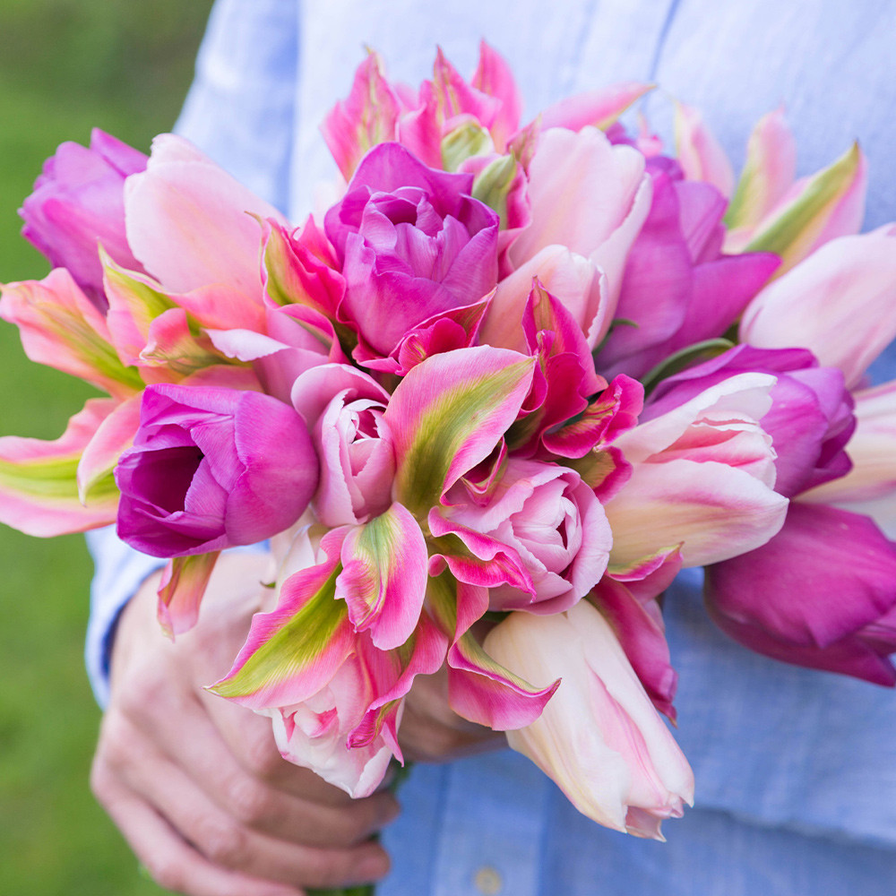 Buy Tulip Rosalie at jparkers.co.uk